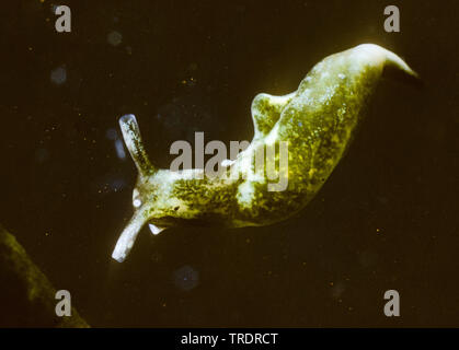 Sea slug Elysia viridis Stock Photo - Alamy