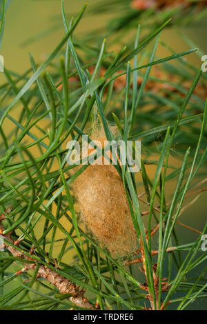 pine arches (Panthea coenobita), pupa at spruce, Germany Stock Photo ...