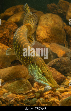 A northern pike is swimming and hunting in the lake. A huge pike swims ...