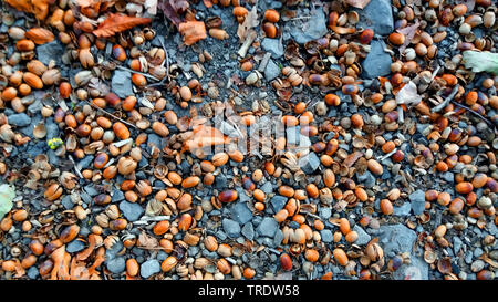 acorns, North Rhine-Westphalia, Germany, Europe, (Quercus robur Stock ...