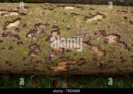 Galleries of European Spruce Bark Beetle (Ips typographus), wood pest ...