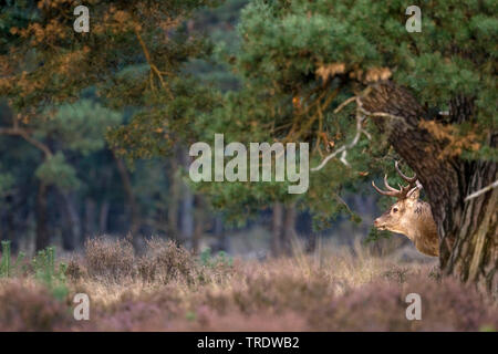 Deer behind the trees Stock Photo: 78881816 - Alamy