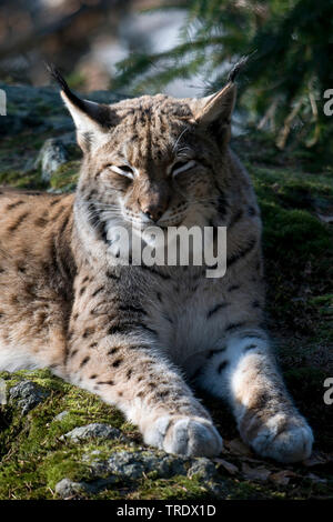 Eurasian lynx, Lynx lynx, rock, side view, standing Stock Photo - Alamy