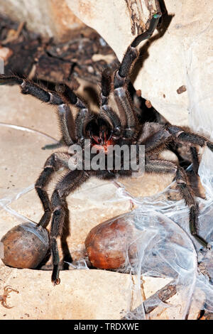 Israeli Black Tarantula (Chaetopelma gracile), Israel Stock Photo - Alamy