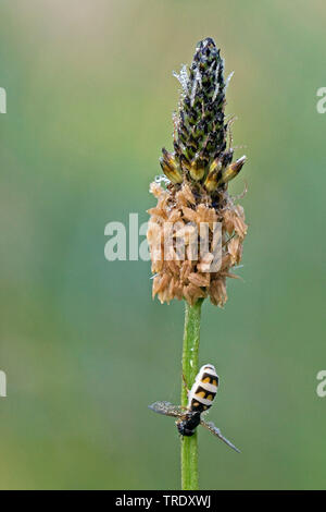 Fly Death Fungi (Entomophthora muscae) Fungi Stock Photo - Alamy