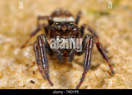 Jumping spider (Macaroeris nidicolens), front view, Germany Stock Photo ...
