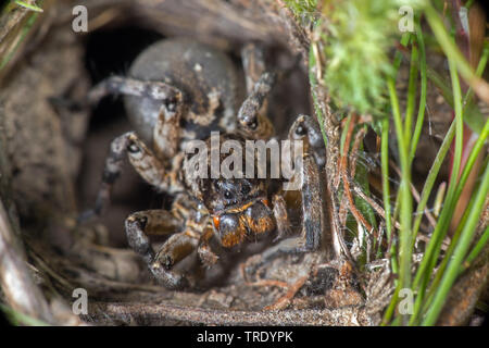 Lycosa singoriensis, Wolf spider or South Russian Tarantula Stock Photo ...