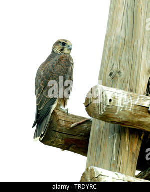 Young Saker Falcon (Falco cherrug) grooming on rock ledge. Central ...