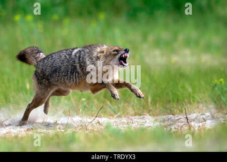 Golden Jackal (Canis aureus) snarling in aggressive posture, Danube Delta, Romania Stock Photo ...