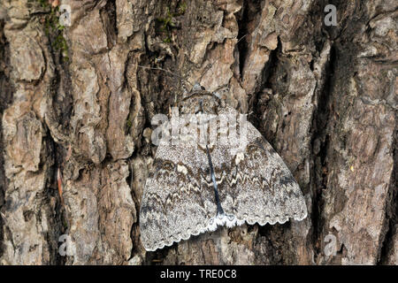 Clifden Nonpareil (Catocala fraxini), on a twig, Germany Stock Photo ...