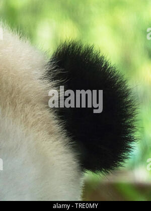 Giant panda animal Stock Photo - Alamy