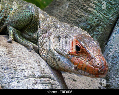 northern caiman lizard (Dracaena quianensis), darting its tongue in and ...