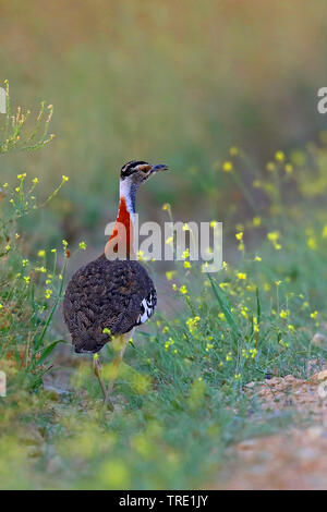 denham's bustard (Neotis denhami), walking at roadside, South Africa ...