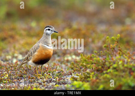 dotterel, Speedy dotterel (Charadrius morinellus, Eudromias morinellus ...