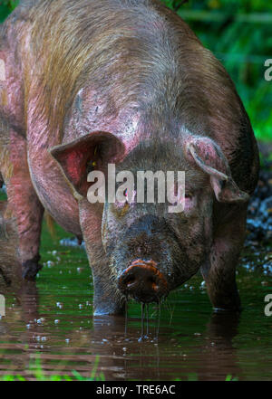 Domestic pig, adult pig standing in the field, free-range, Cyprus Stock ...