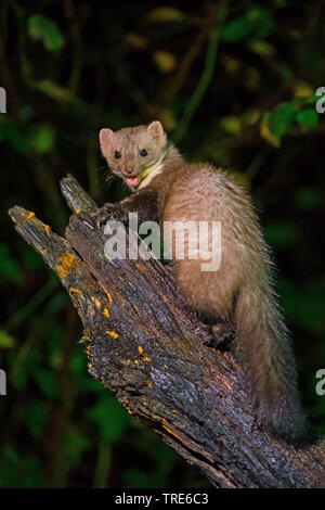 Pine marten (Martes martes) adult dead on a country road, Ardnamurchan ...