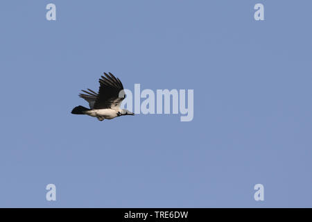 Mesopotamian Crow (Corvus corone capellanus, Corvus capellanus), in ...