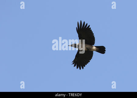 Mesopotamian Crow (Corvus corone capellanus, Corvus capellanus), in ...