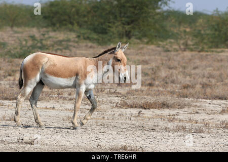 Asiatic wild ass or onager Stock Photo - Alamy