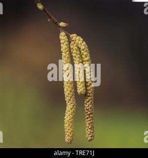 Female flowers of the hazelnut (Corylus avellana Stock Photo - Alamy