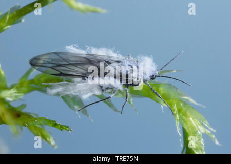 beech scale, felted beech scale (Cryptococcus fagisuga), taking off ...