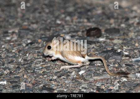 rough-legged jerboa, northern three-toed jerboa (Dipus sagitta), during ...