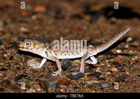 Plate-tailed Gecko (Teratoscincus przewalskii), also known as ...