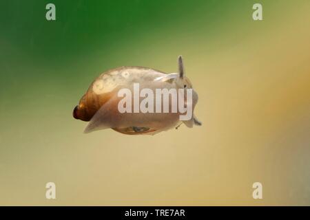 Bladder Snail (Physella heterostropha), in aquarium, Germany Stock ...