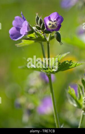 Wood cranesbill (Geranium sylvaticum), blooming, Austria, Tyrol ...