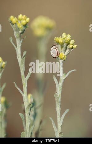 Yellow Everlasting Daisy, Everlasting Flower, Dwarf Everlasting ...