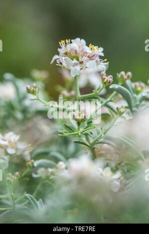 Spiny Madwort (Alyssum spinosum or Hormathophylla spinosa ...