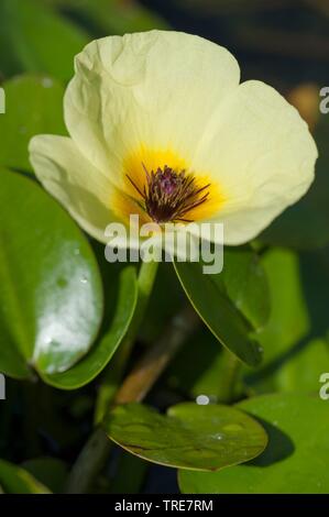 Yellow flowers of the aquatic water poppy Hydrocleys nymphoides growing ...