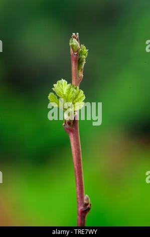 Shoot of a raspberry (Rubus idaeus Stock Photo - Alamy