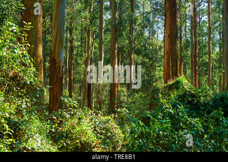 mountain ash, Victorian ash (Eucalyptus regnans), mossy tree trunk ...