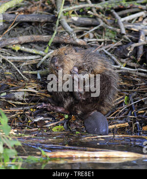 European beaver Castor fiber scratching Stock Photo - Alamy