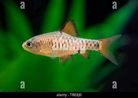 Checkered barb, Checkerboard, Island barb (Oliotius oligolepis, Puntius ...