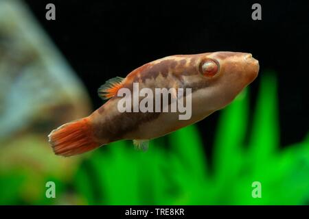 Somphong's Puffer; Crested Puffer (Carinotetraodon lorteti), in ...