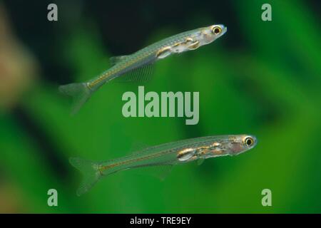 danio, Mini Fish (Danionella priapus), swimming, side view Stock Photo ...