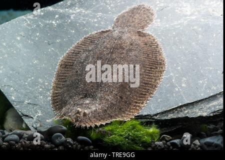 Peruvian Freshwater Sole (Hypoclinemus mentalis), lying on a stone ...