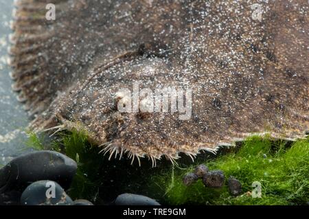 Peruvian Freshwater Sole (Hypoclinemus mentalis), lying on a stone ...