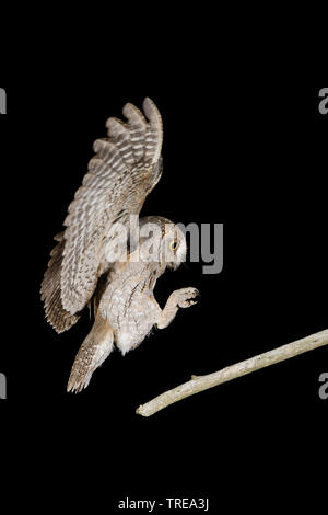 Eurasian scops owl (Otus scops, Otus scops scops), landing on a dead ...