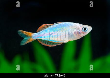 Dwarf Neon Rainbowfish (Melanotaenia praecox), female, side Stock Photo ...