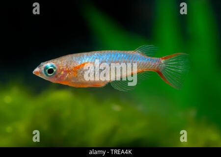 Neon Ricefish, Daisy's Ricefish (Oryzias woworae), swimming Stock Photo ...