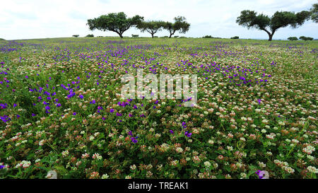 Patterson's Curse Echium plantagineum native to southern and western ...