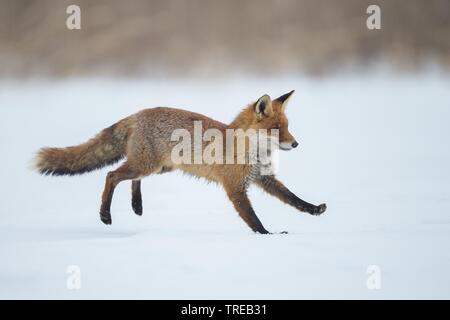Red fox (vulpes vulpes), Fox hunting eastern gray squirrel (sciurus ...