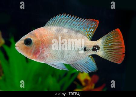Redhead cichlid (Paraneetroplus melanurus), swimming Stock Photo - Alamy
