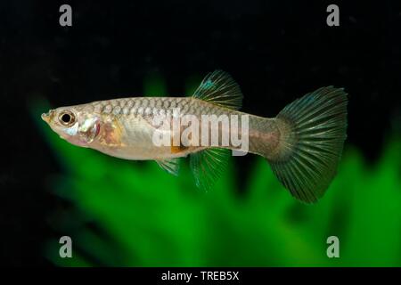 Blue Moscow Guppy (Poecilia reticulata var. “Blue Moscow” Stock Photo ...