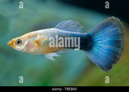 Blue Moscow Guppy (Poecilia reticulata var. “Blue Moscow” Stock Photo ...