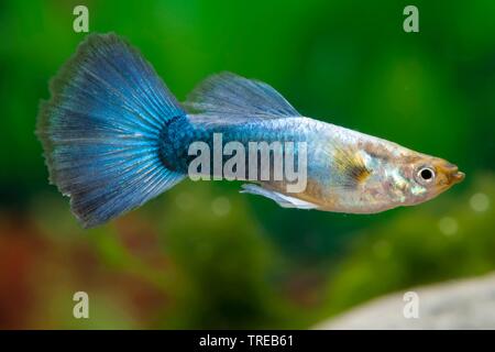 Blue Moscow Guppy (Poecilia reticulata var. “Blue Moscow” Stock Photo ...