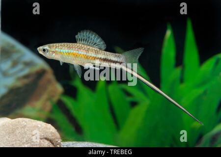 Montezuma swordtail (Xiphophorus montezumae), swimming, side view Stock ...